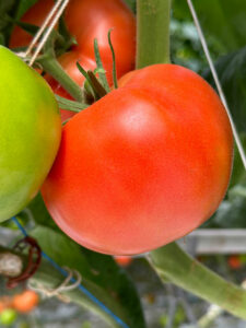 4 Ripe Picks to Try from Nature Fresh Farms | Heinen's Stories