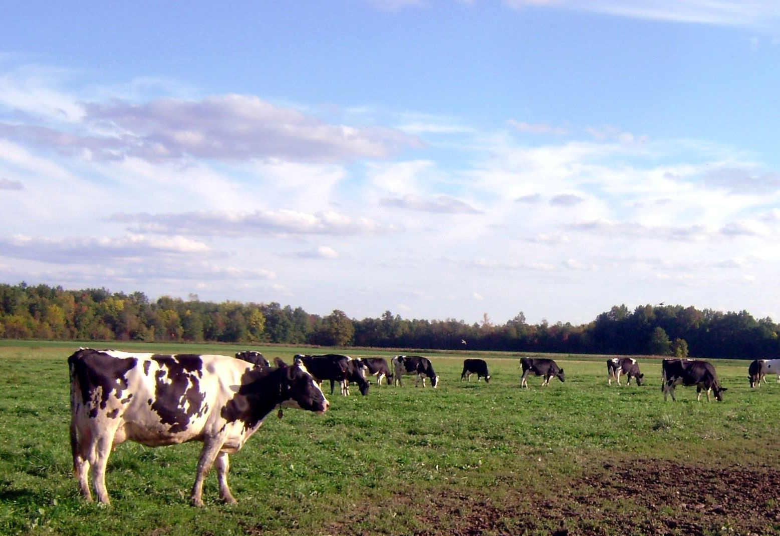 We Know Our Sources: Mayfield Road Creamery | Heinen's Grocery Store