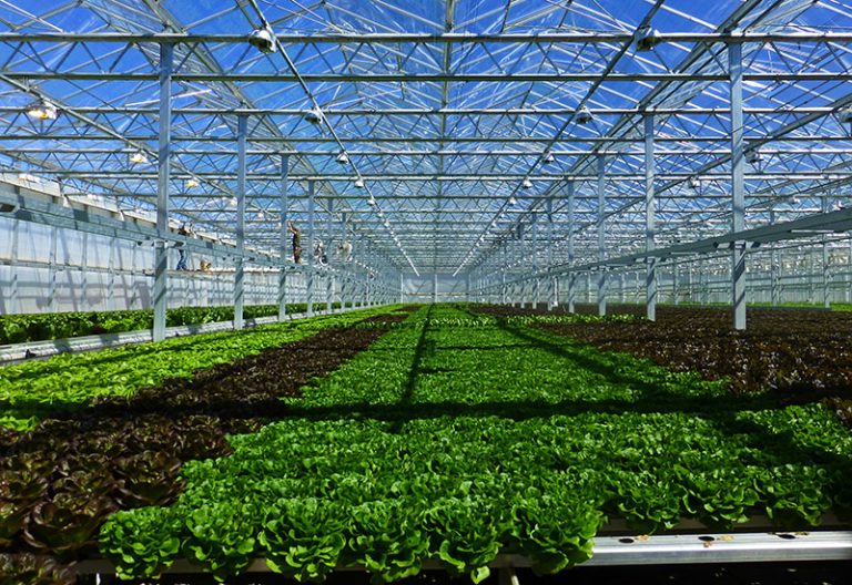 Get to Know Heinen's Midwest Greenhouse Growers | Heinen's Grocery Store
