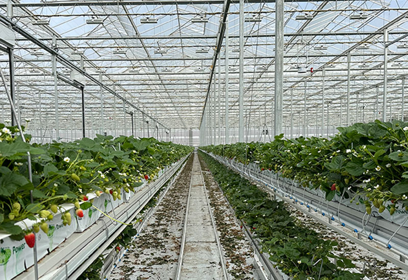 Fresh from the Greenhouse: 4 Ripe Picks to Try from Nature Fresh Farms ...